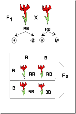 Segunda ley de Mendel - Ciencia Explicada